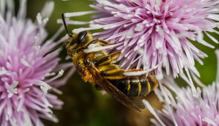 Erdbienen: Aussehen & Lebensweise