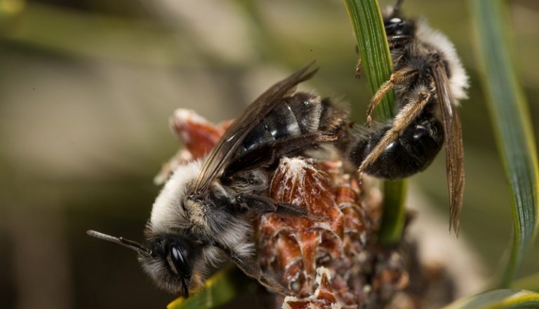 Erdbienen: Aussehen & Lebensweise