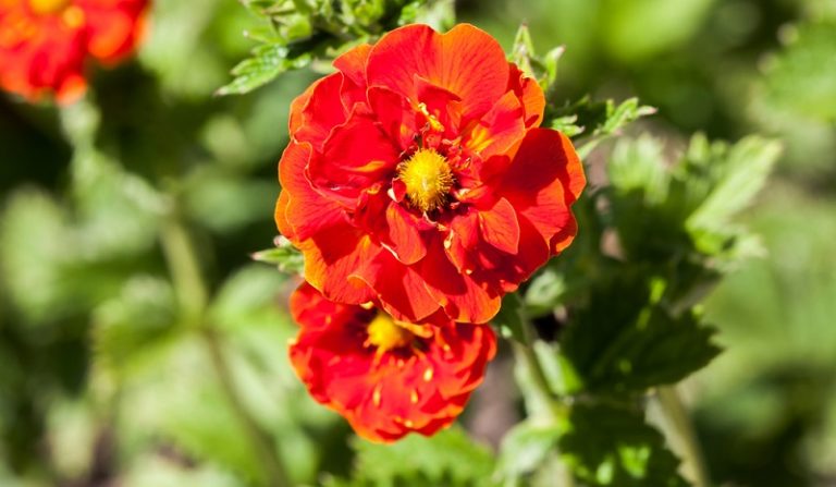 Fingerkraut: Pflanzen & Pflegen